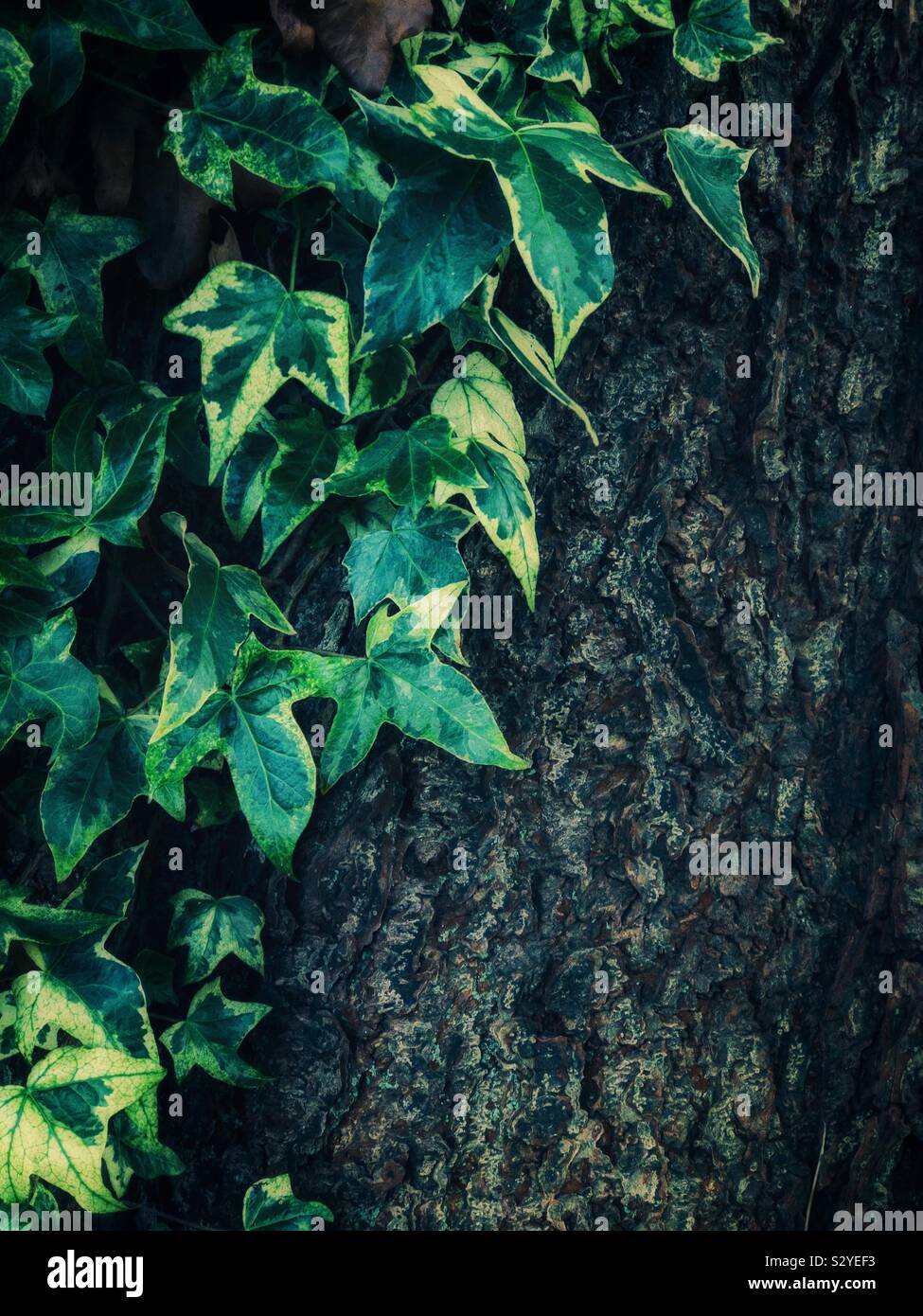 Variegated ivy leaves hi-res stock photography and images - Alamy