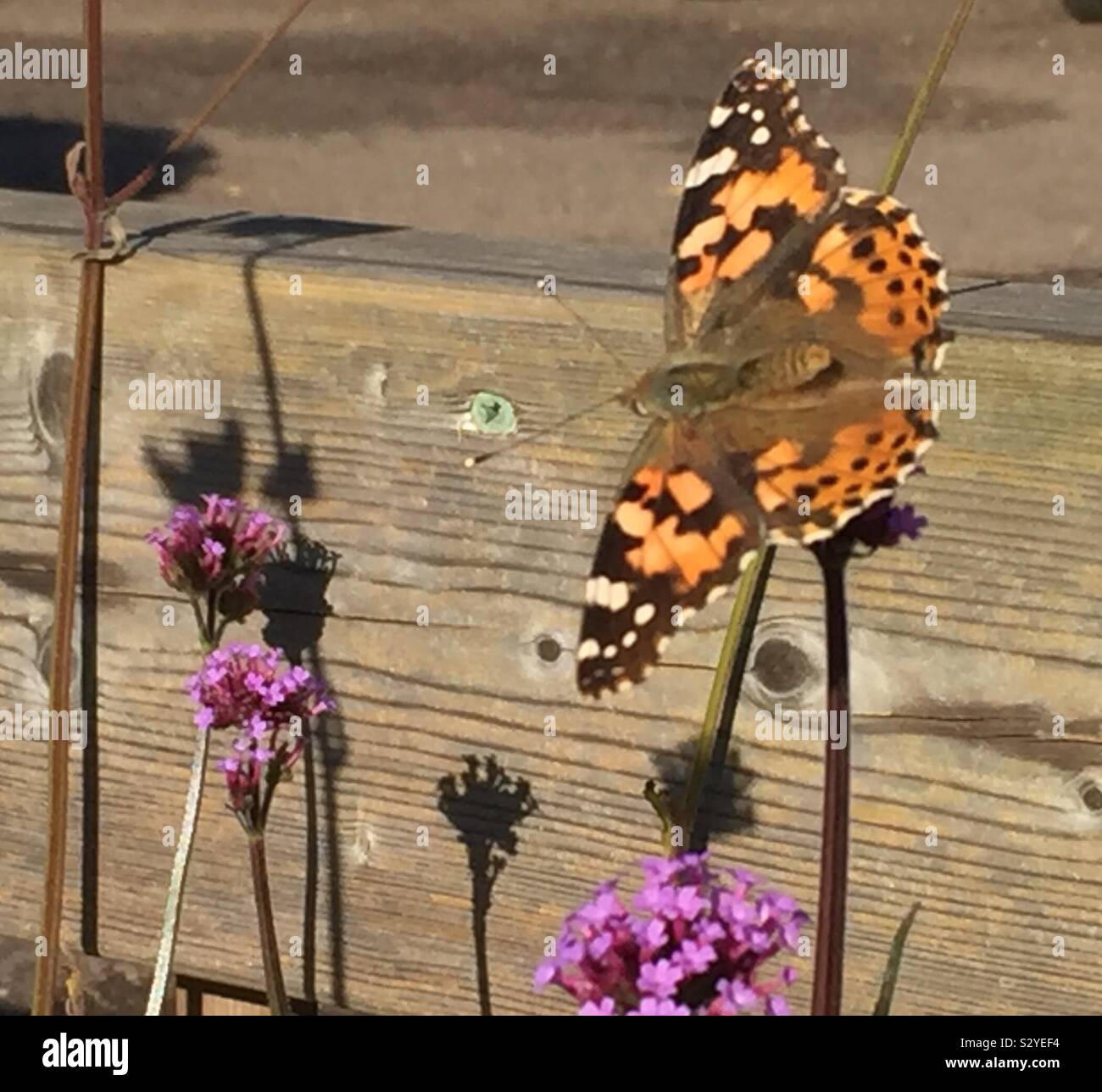 Painted lady butterfly Stock Photo - Alamy