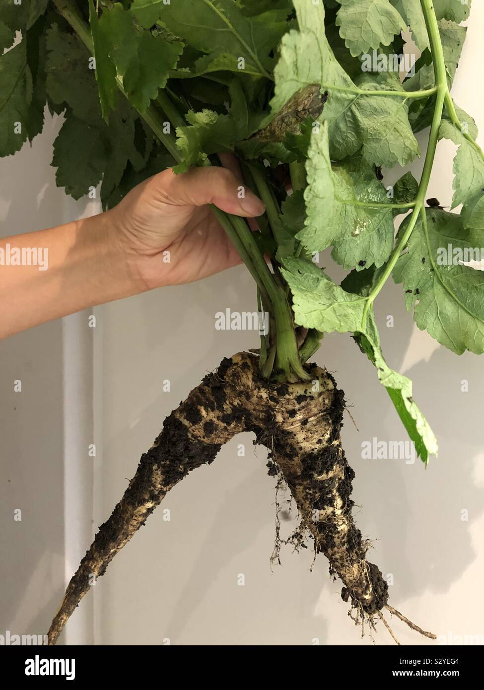 Giant, homegrown, forked parsnip Stock Photo - Alamy