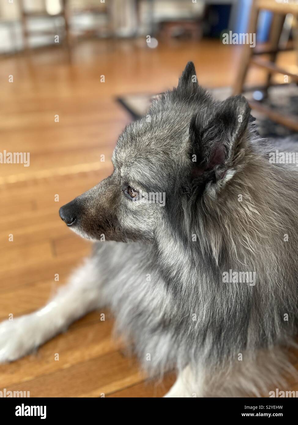 Keeshond puppy hi-res stock photography and images - Alamy