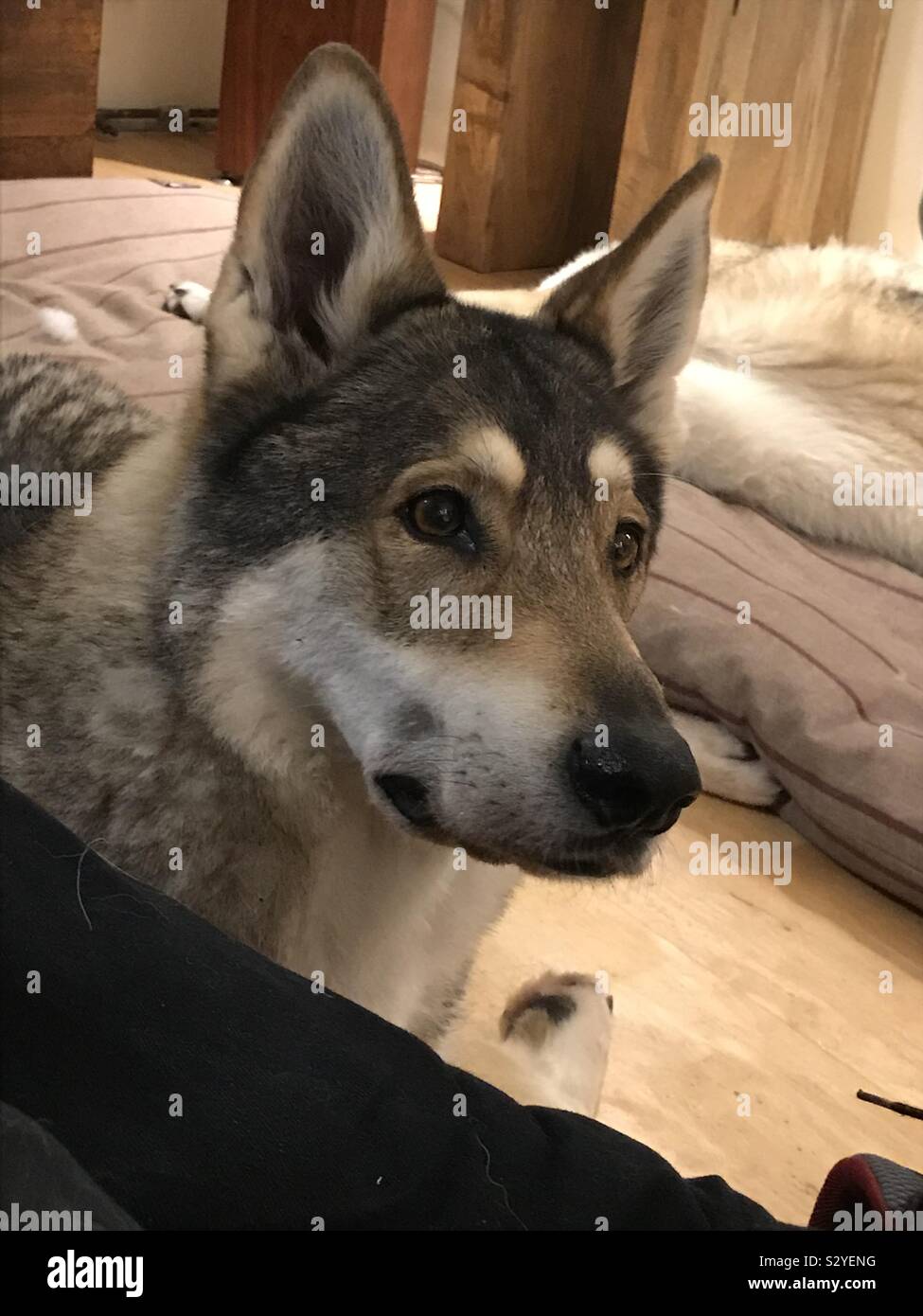 Wolf in my house Stock Photo - Alamy