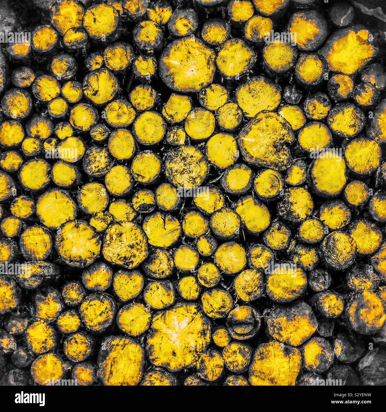 Cut timber logs with a yellow pattern Stock Photo - Alamy