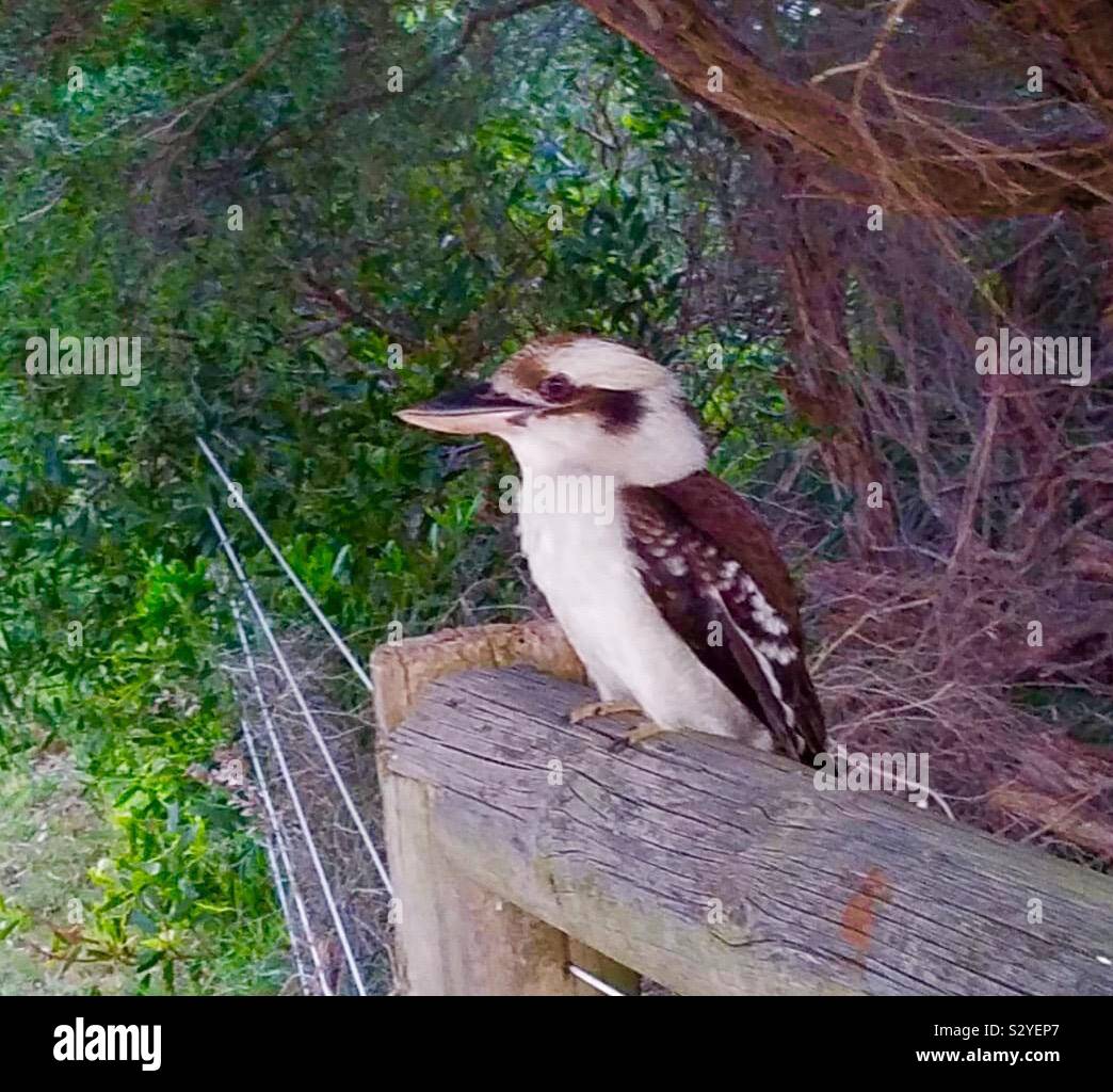 Rb. Visit Sydney, Australia, kookaburra Stock Photo - Alamy