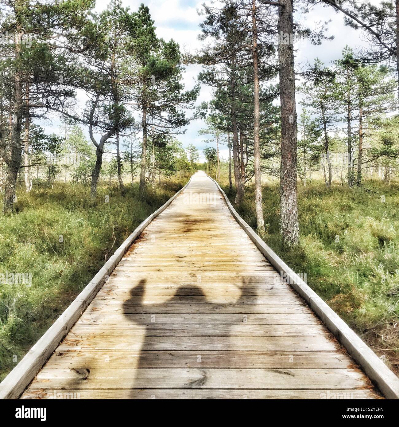 Viru bog trail hi-res stock photography and images - Alamy