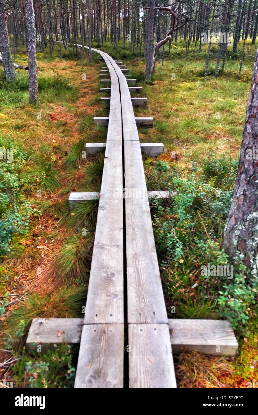 Viru bog nature trail lahemaa hi-res stock photography and images - Alamy