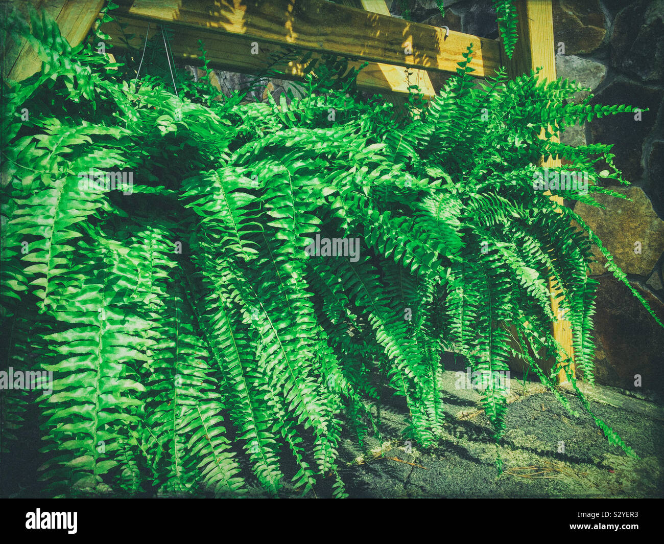 Potted ferns hi-res stock photography and images - Alamy
