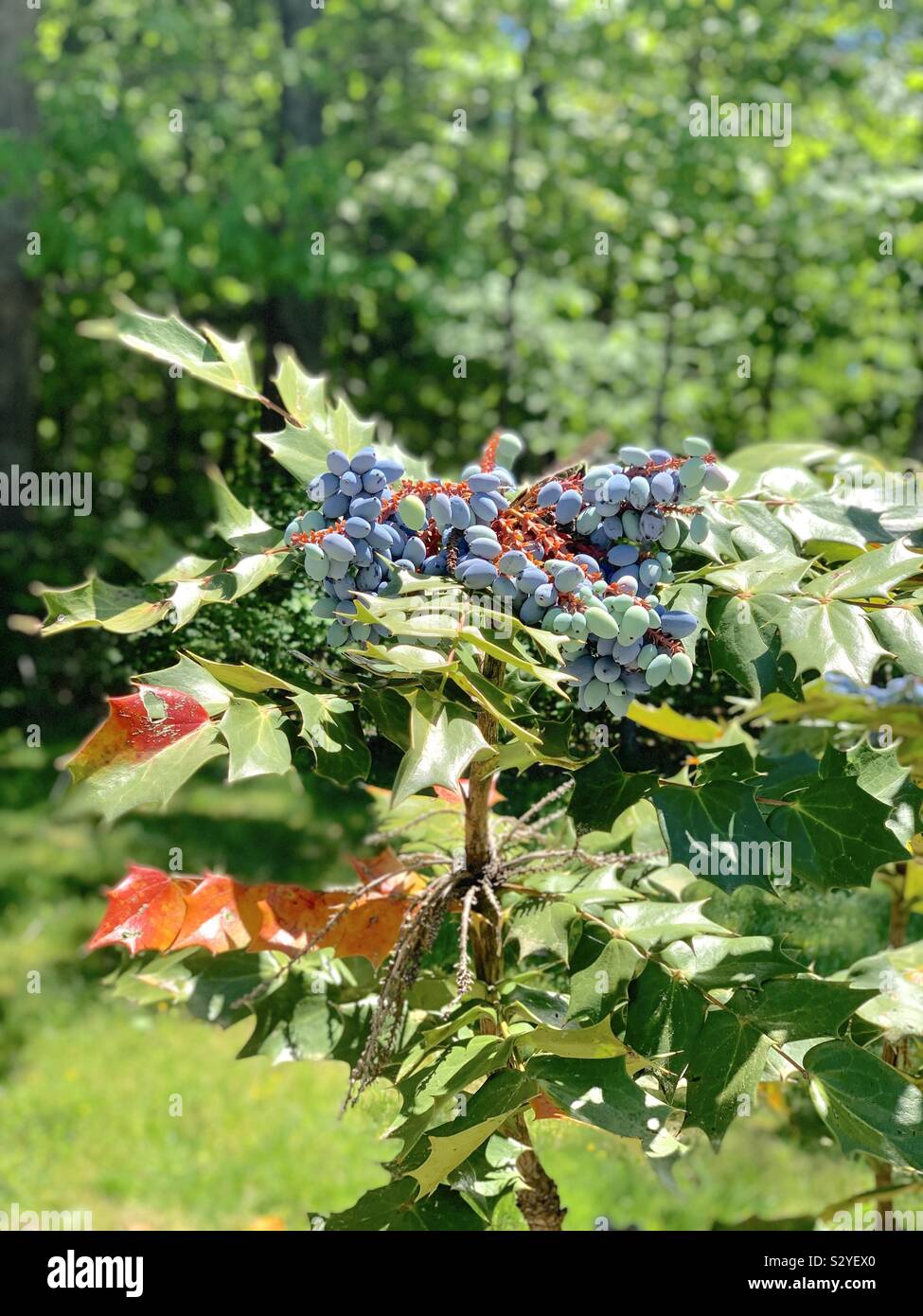 Young berry hi-res stock photography and images - Alamy
