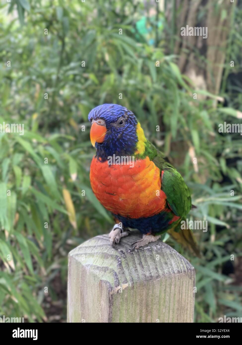 Parrot enclosure hi-res stock photography and images - Alamy