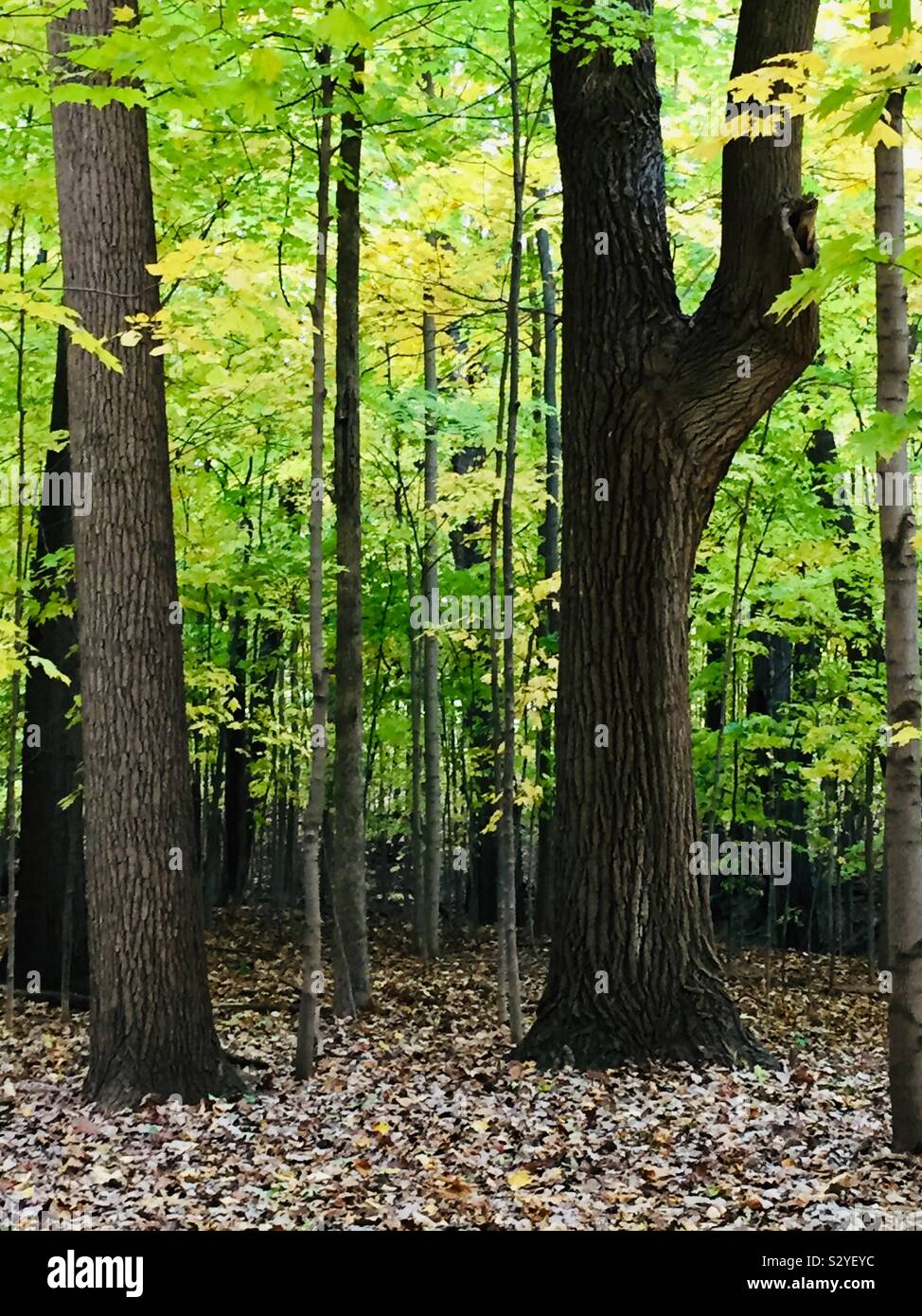 In the Still of the Trees Stock Photo - Alamy