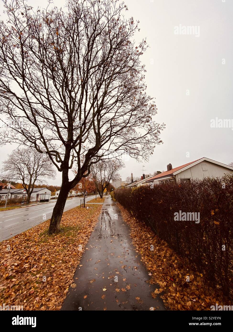 Street of leaves hi-res stock photography and images - Alamy