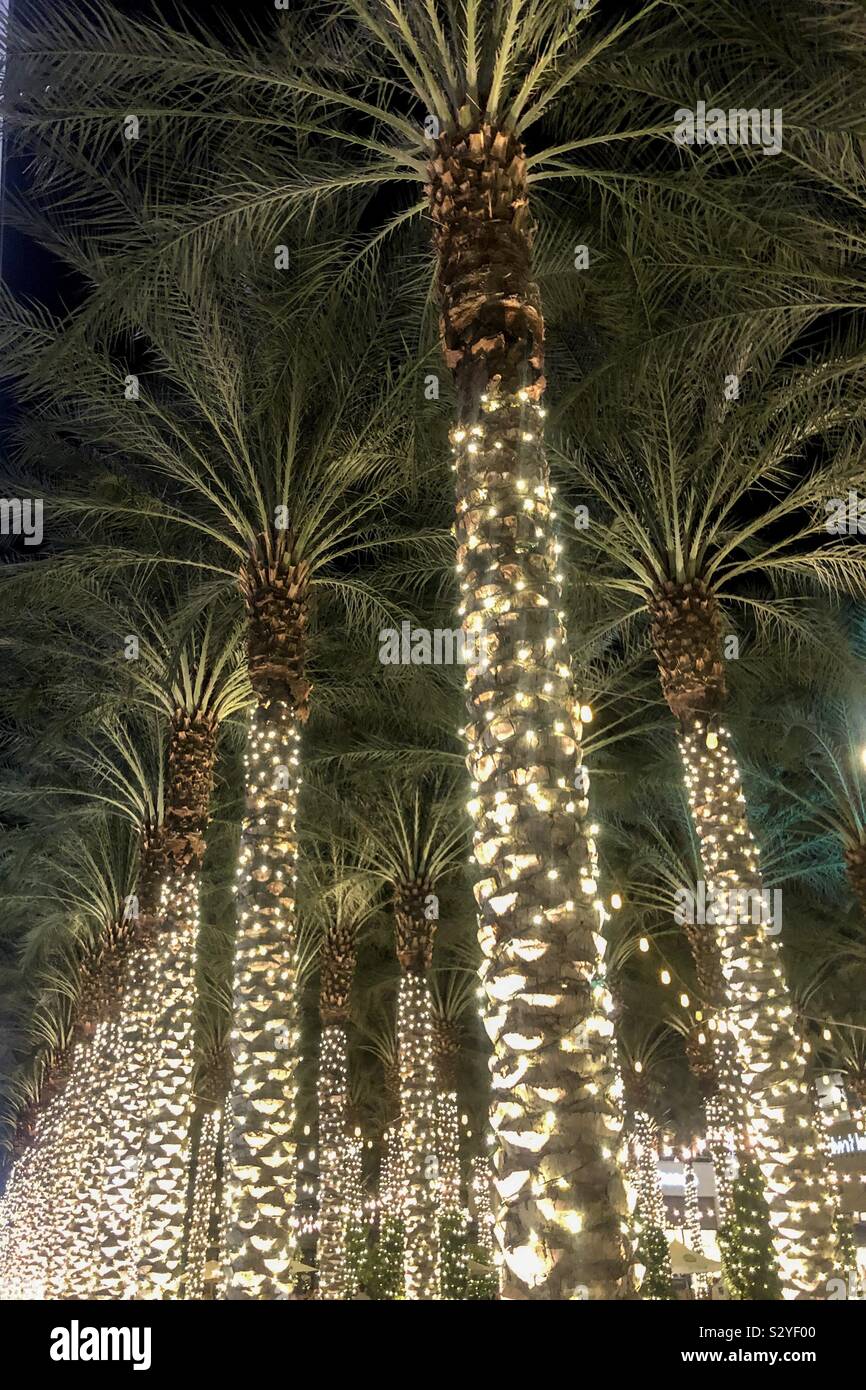 Christmas in the desert. Palm trees strung with lights Stock Photo - Alamy