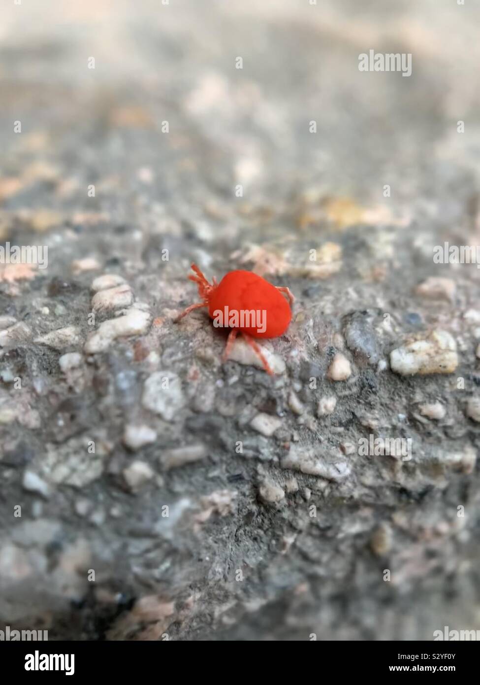 Bright red beetle in the hills Stock Photo - Alamy