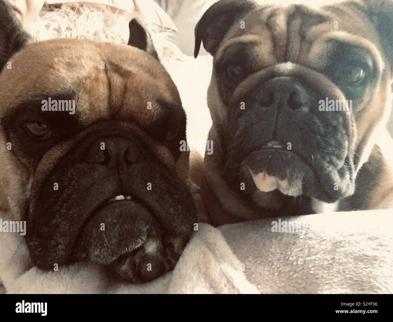 Bulldogs, brother and sister Stock Photo - Alamy