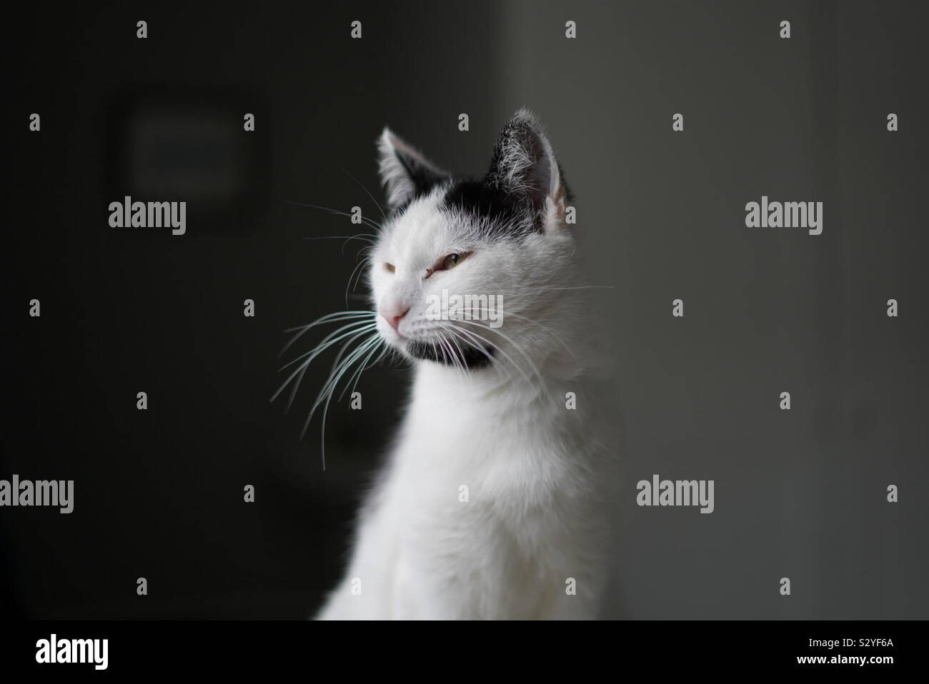 2018 proud cat long whiskers Stock Photo - Alamy