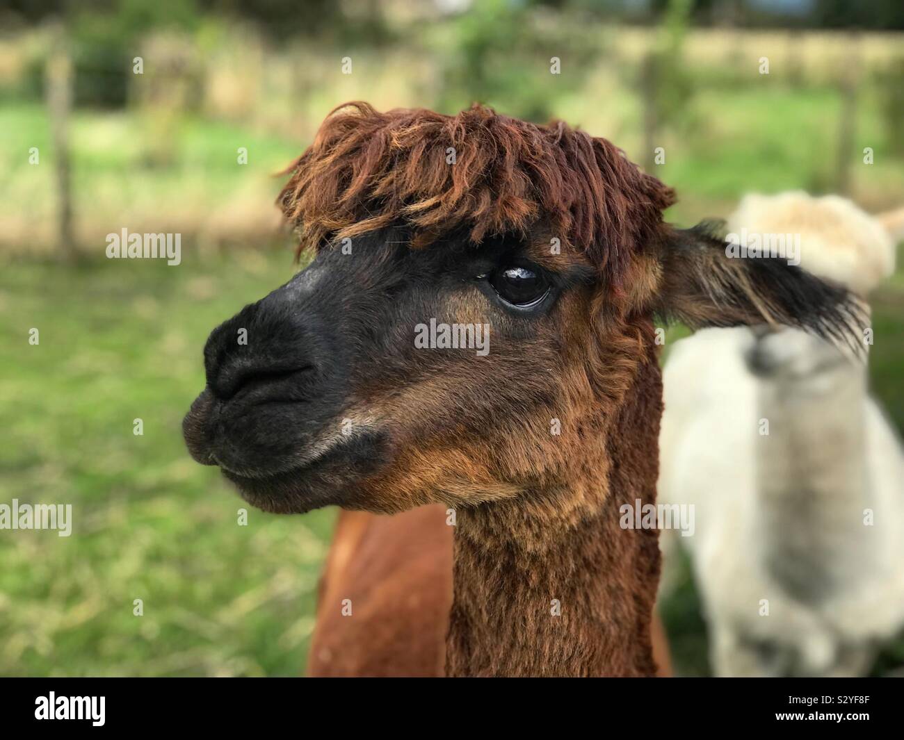 Cute pose hi-res stock photography and images - Alamy