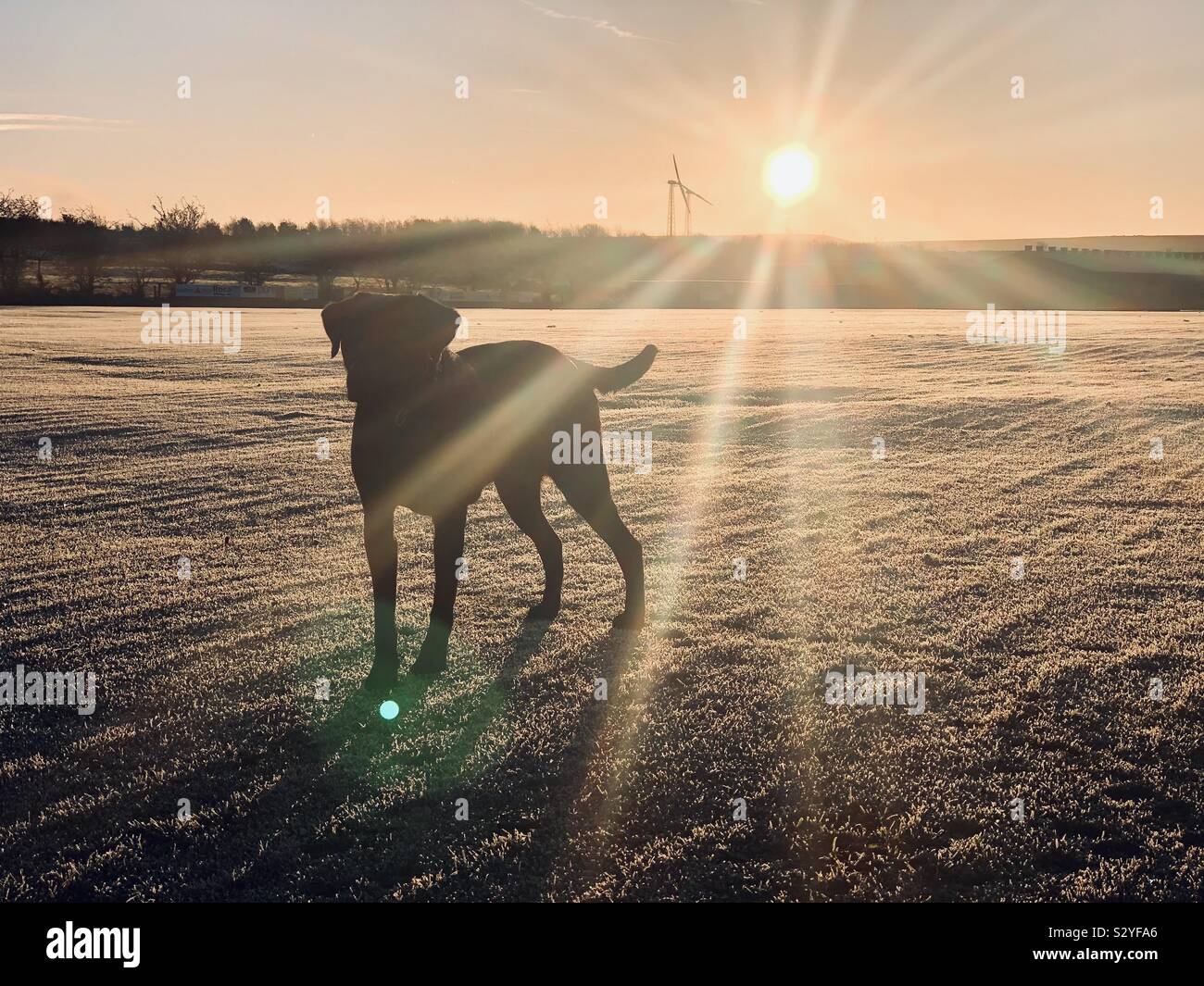 Sunrise with a dog hi-res stock photography and images - Alamy