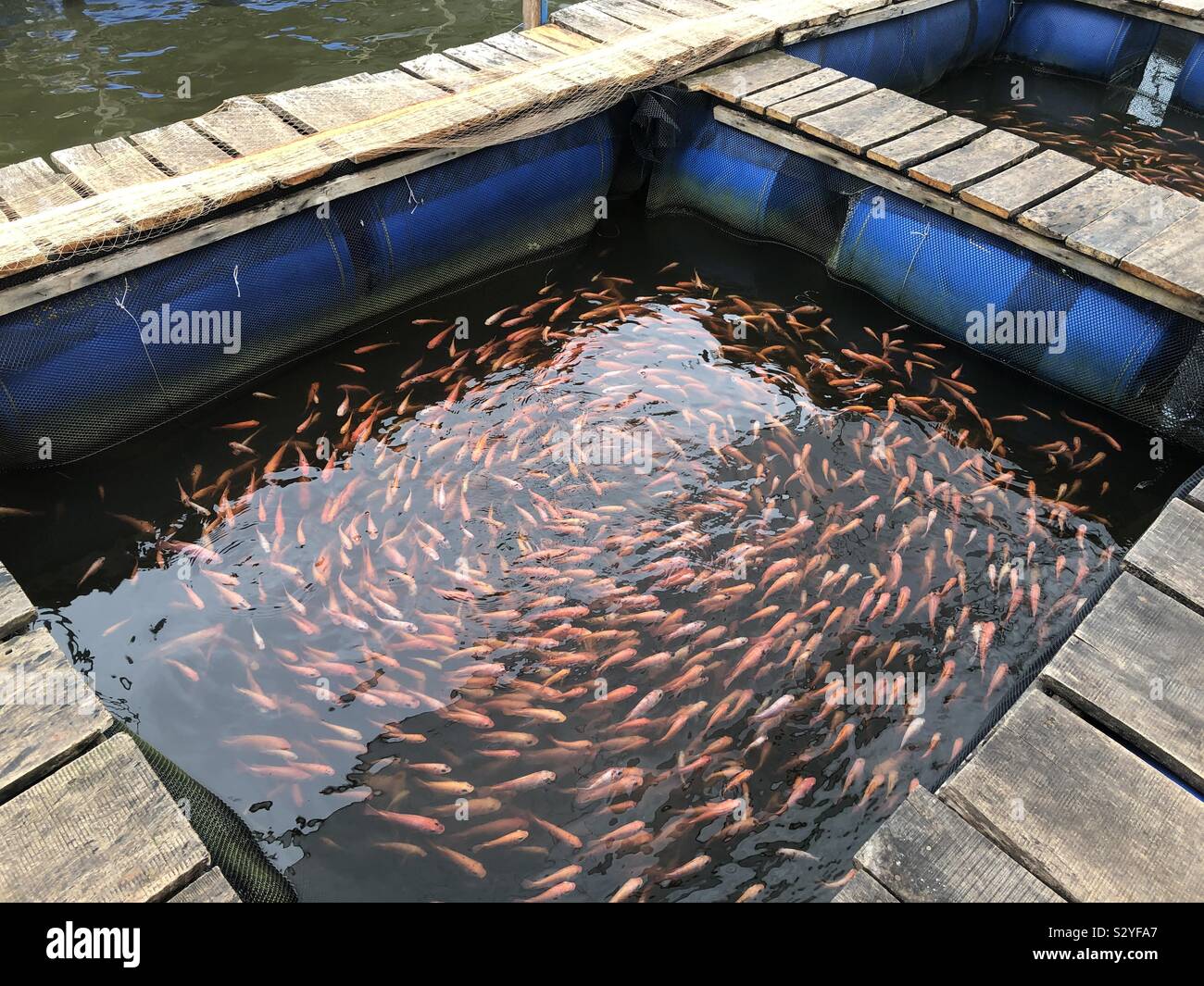 Fish therapy hi-res stock photography and images - Alamy