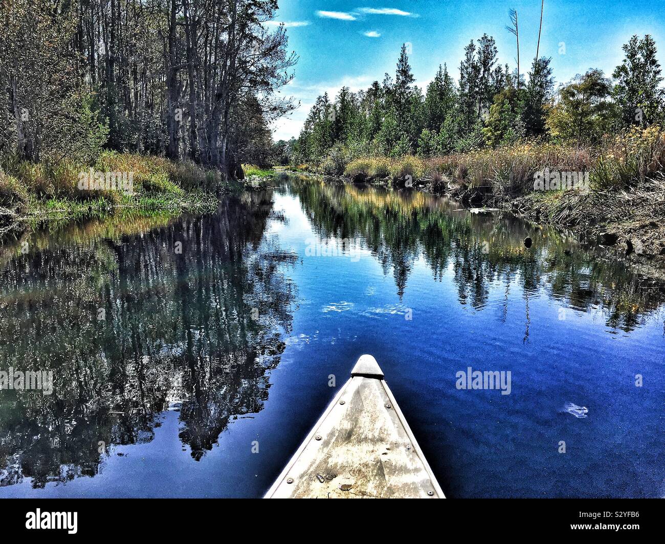 An ancient swamp hi-res stock photography and images - Alamy