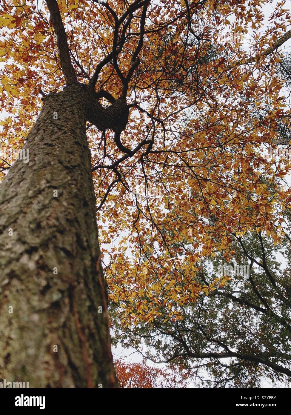 Sassafras tree hi-res stock photography and images - Alamy