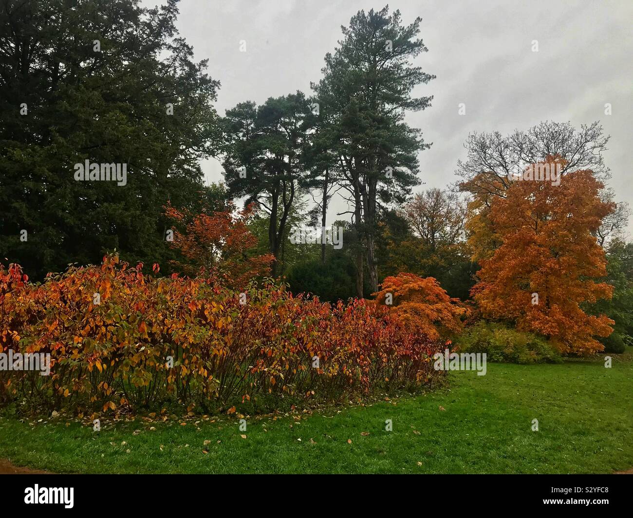 Westonbirt trees landscape hi-res stock photography and images - Alamy