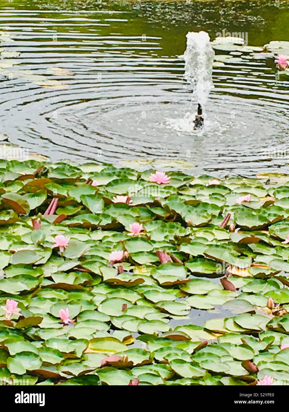 Pondside hi-res stock photography and images - Alamy