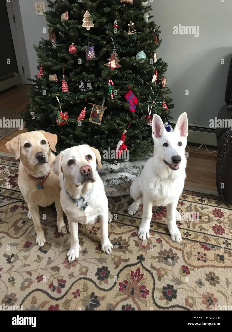 Three dogs hi-res stock photography and images - Alamy