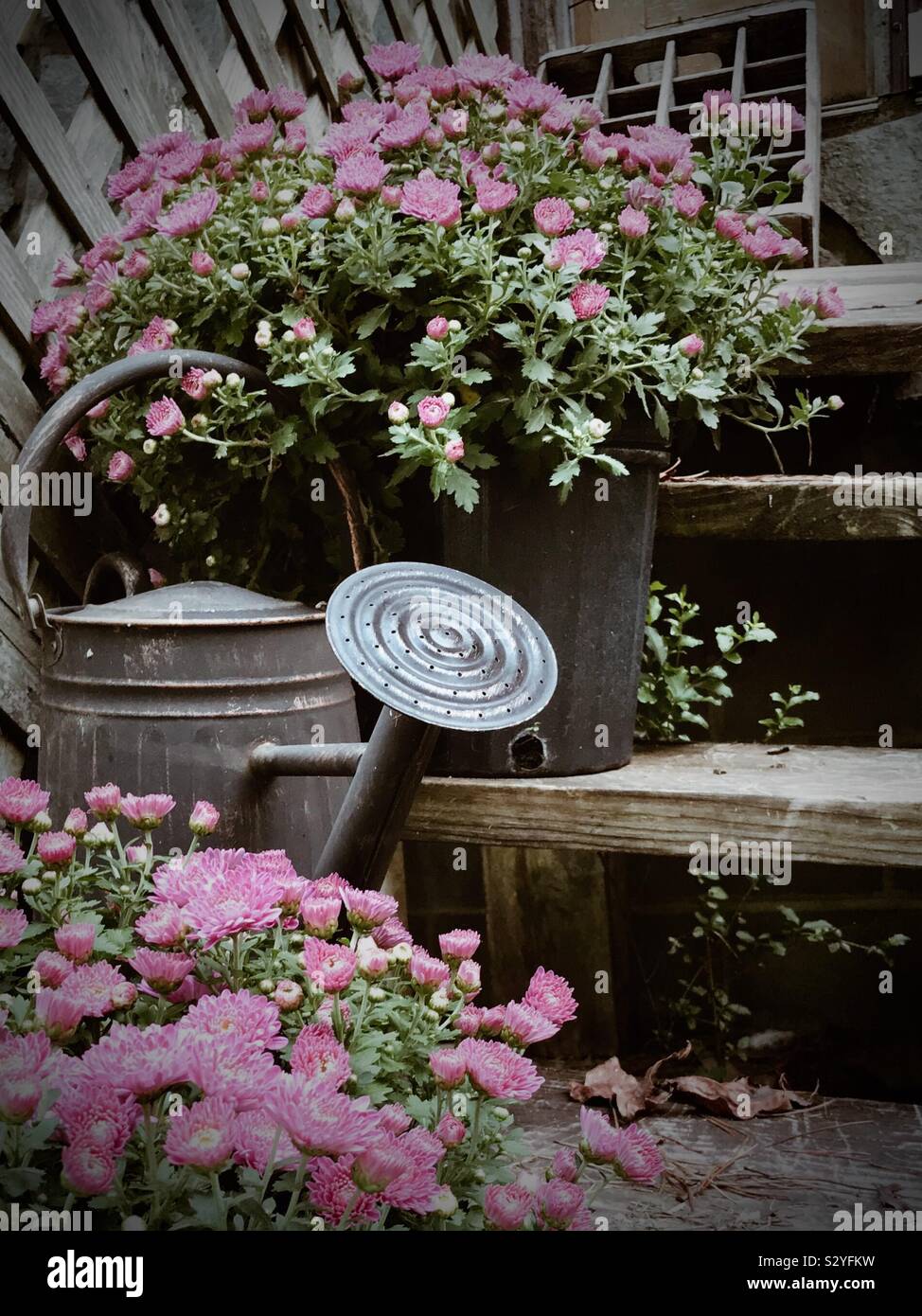 Rustic photo of purple fall mums on wooden steps Stock Photo - Alamy