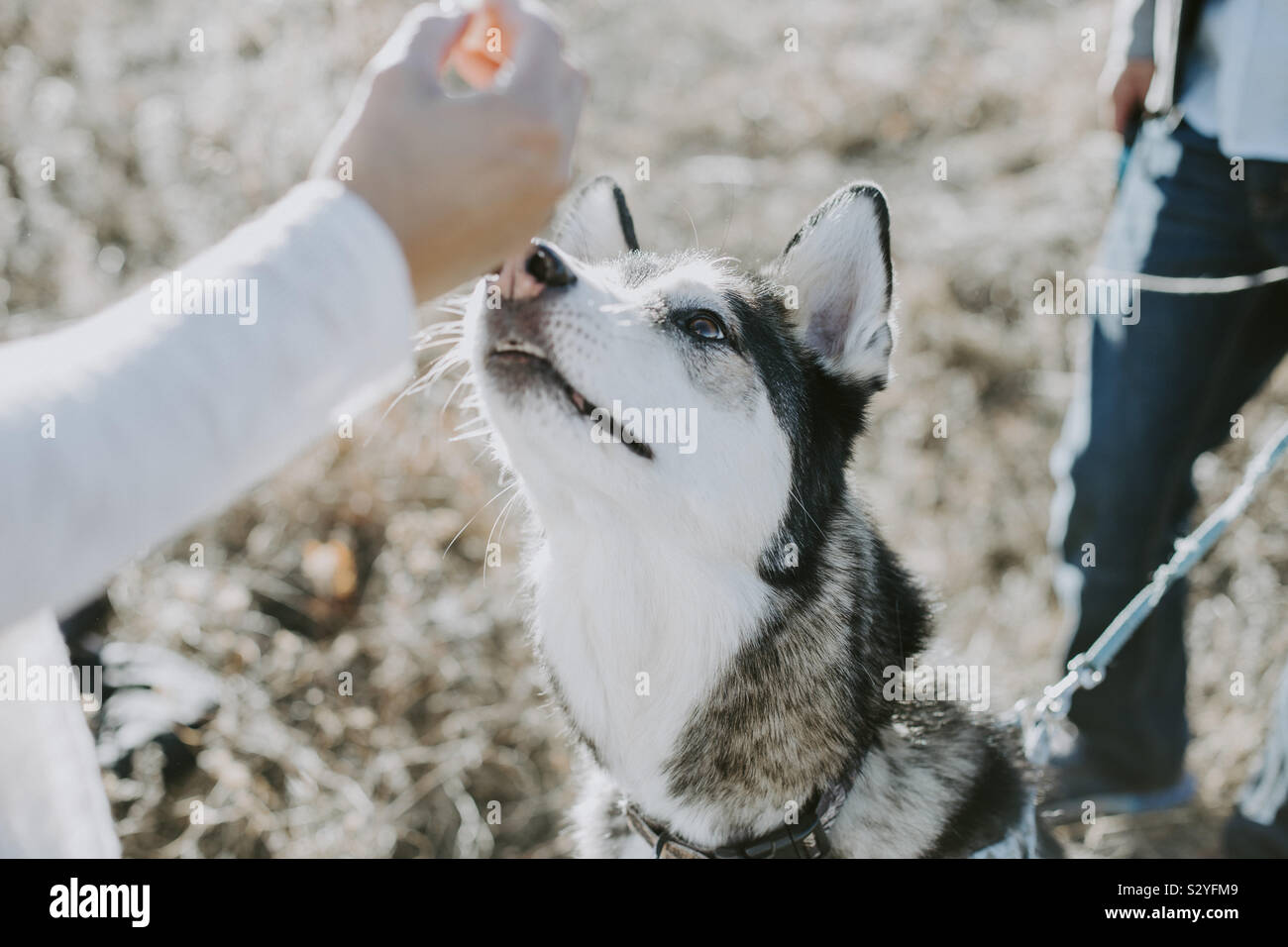 Cute treat hi-res stock photography and images - Alamy