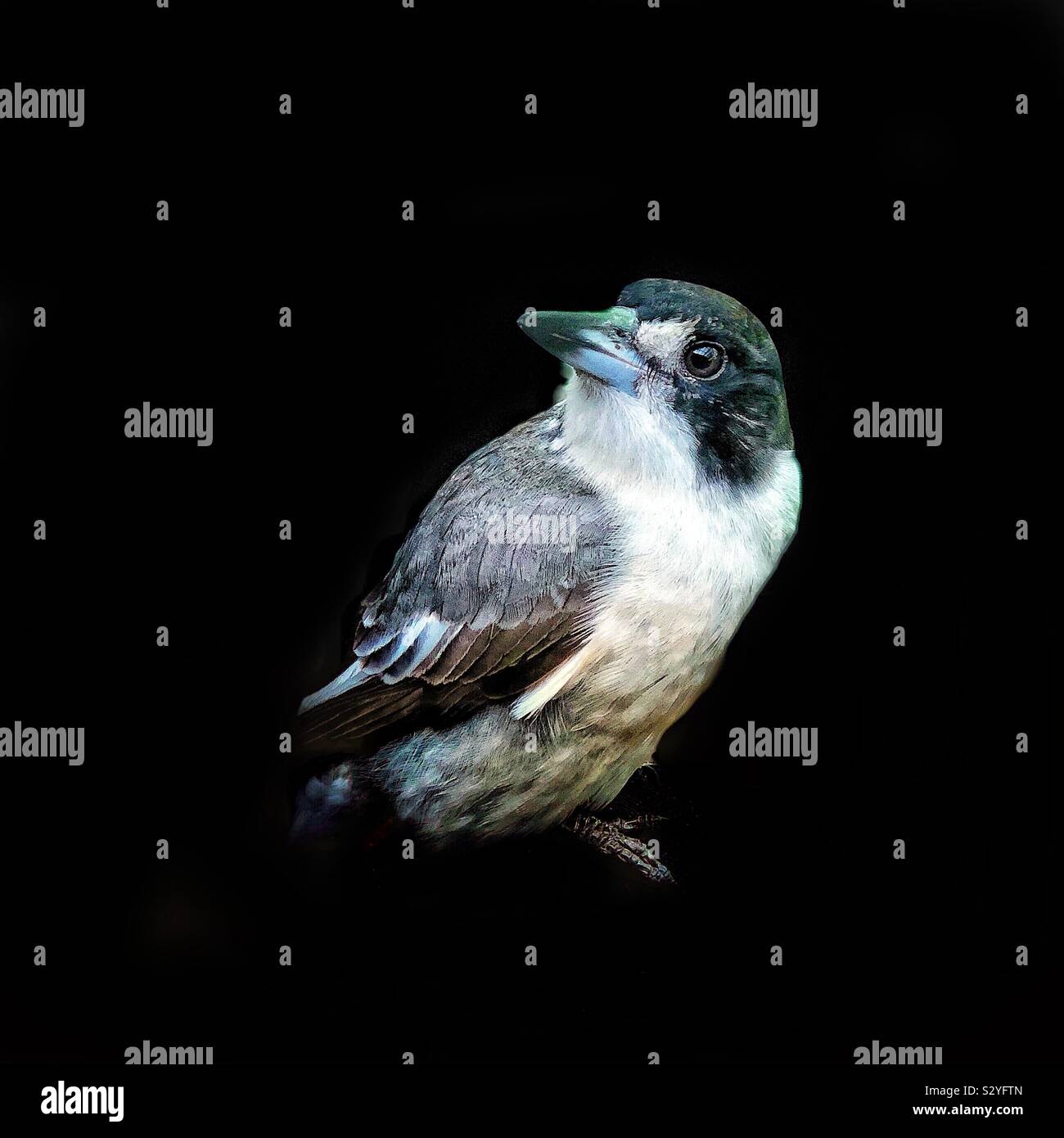 Baby Butcherbird songbird Cracticus Stock Photo - Alamy