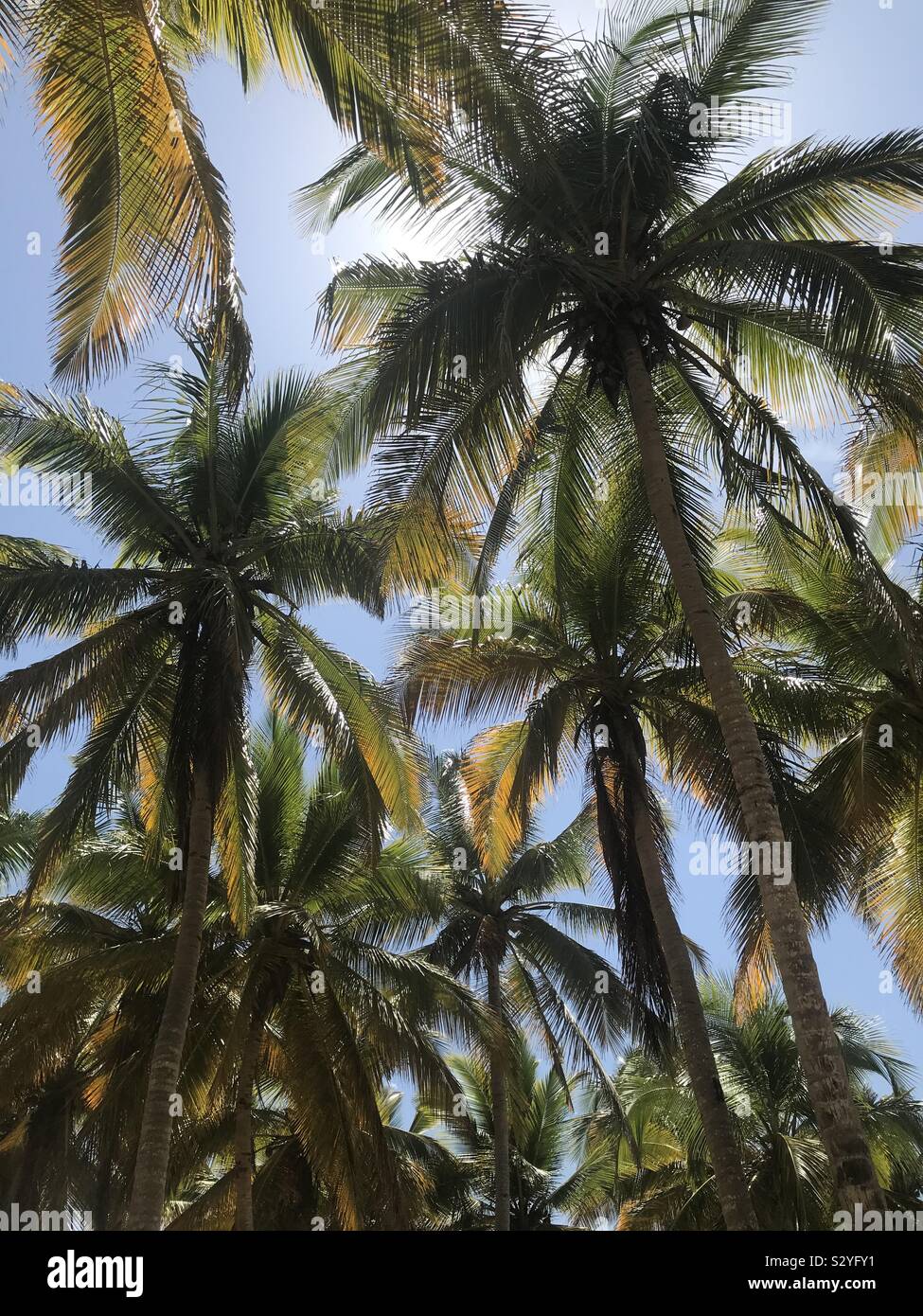 Caribbean trees hi-res stock photography and images - Alamy