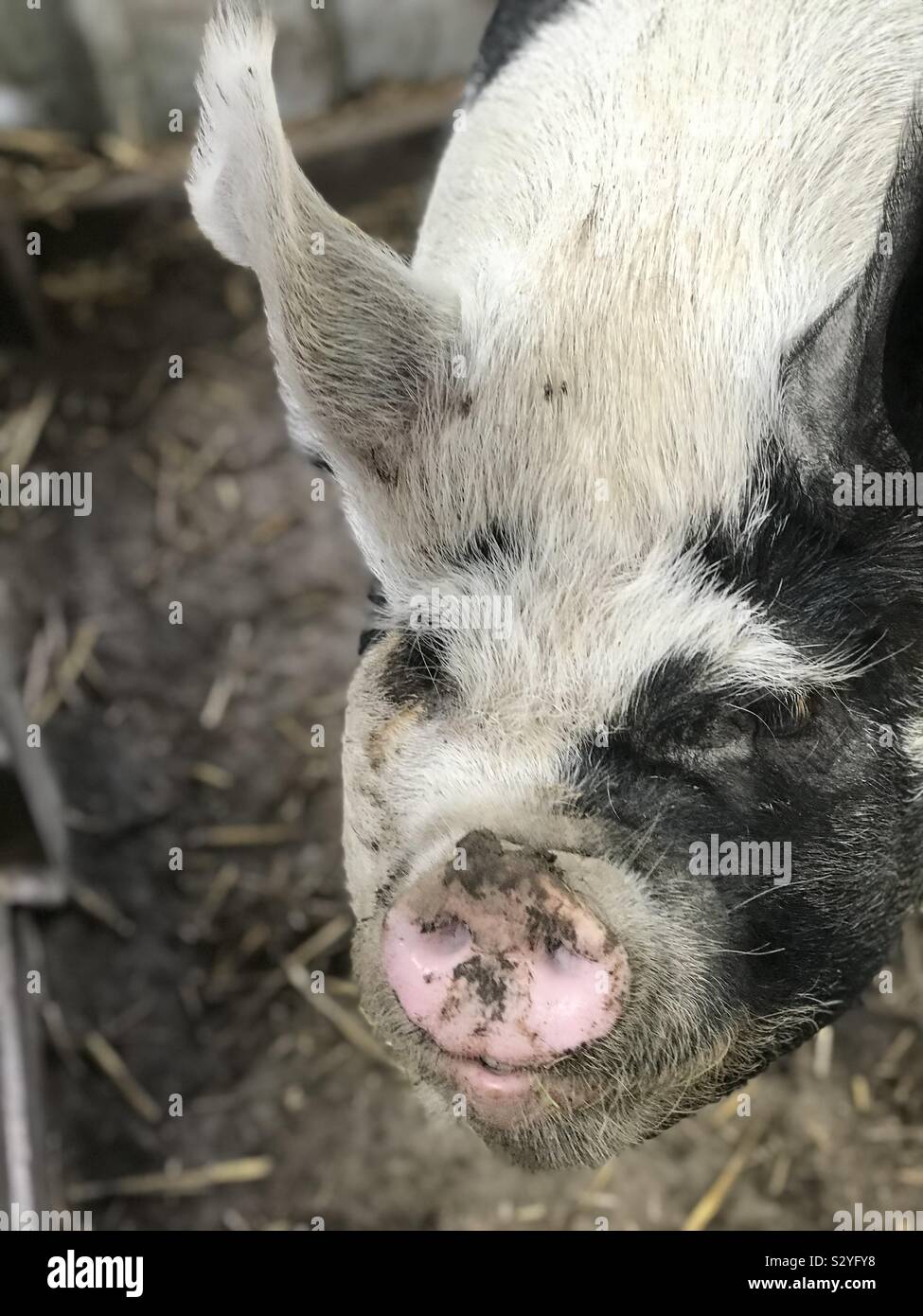 Pig nose hi-res stock photography and images - Alamy