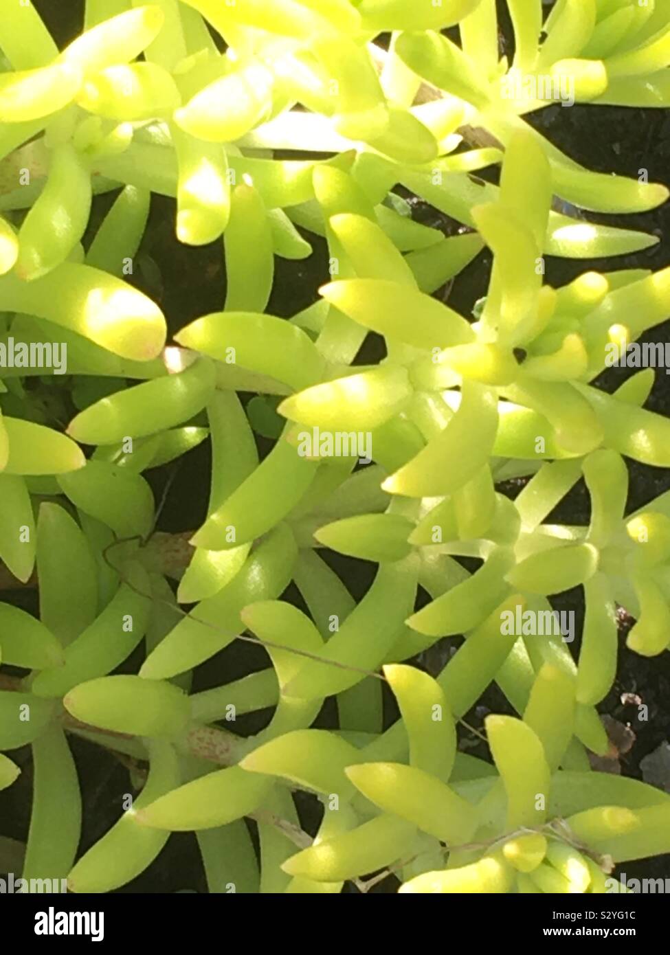 Luminous colour hi-res stock photography and images - Alamy