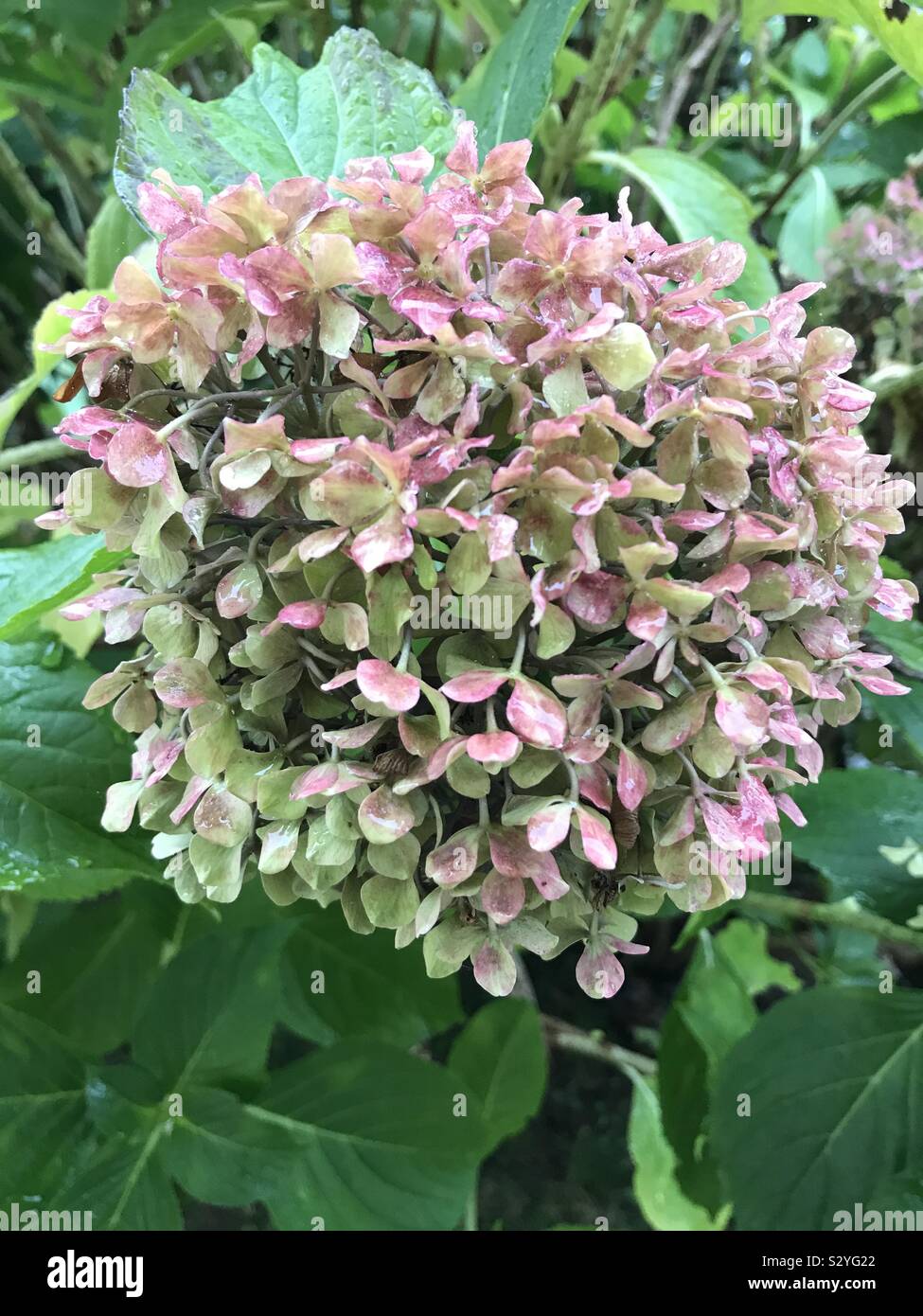 Italy flower hi-res stock photography and images - Alamy