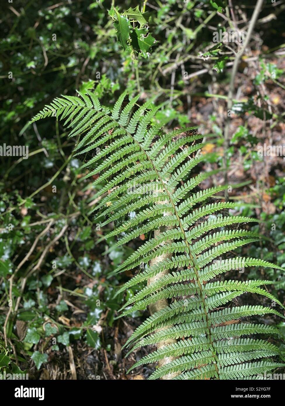 Northern fern hi-res stock photography and images - Alamy