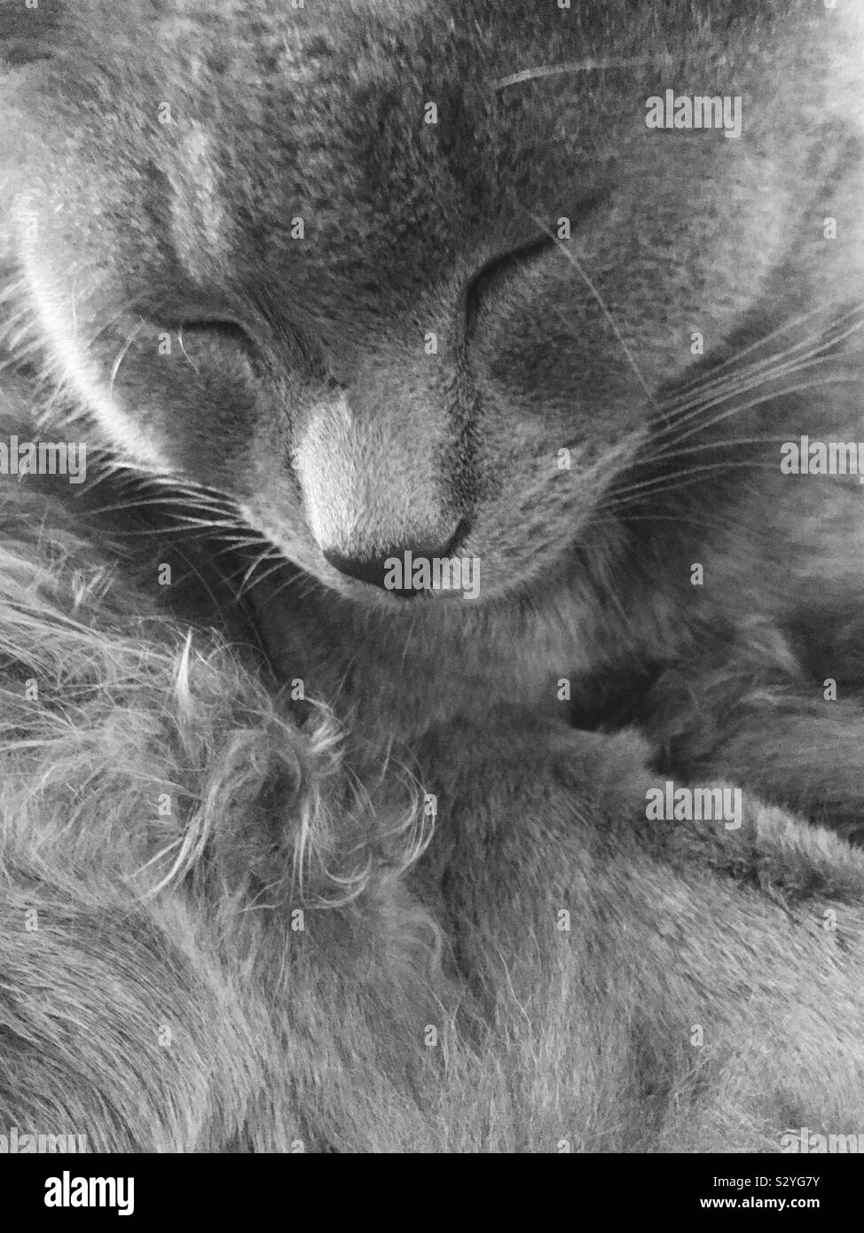 Smokey cat hi-res stock photography and images - Alamy