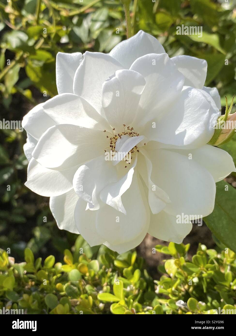 Closeup of a single white rose Stock Photo - Alamy