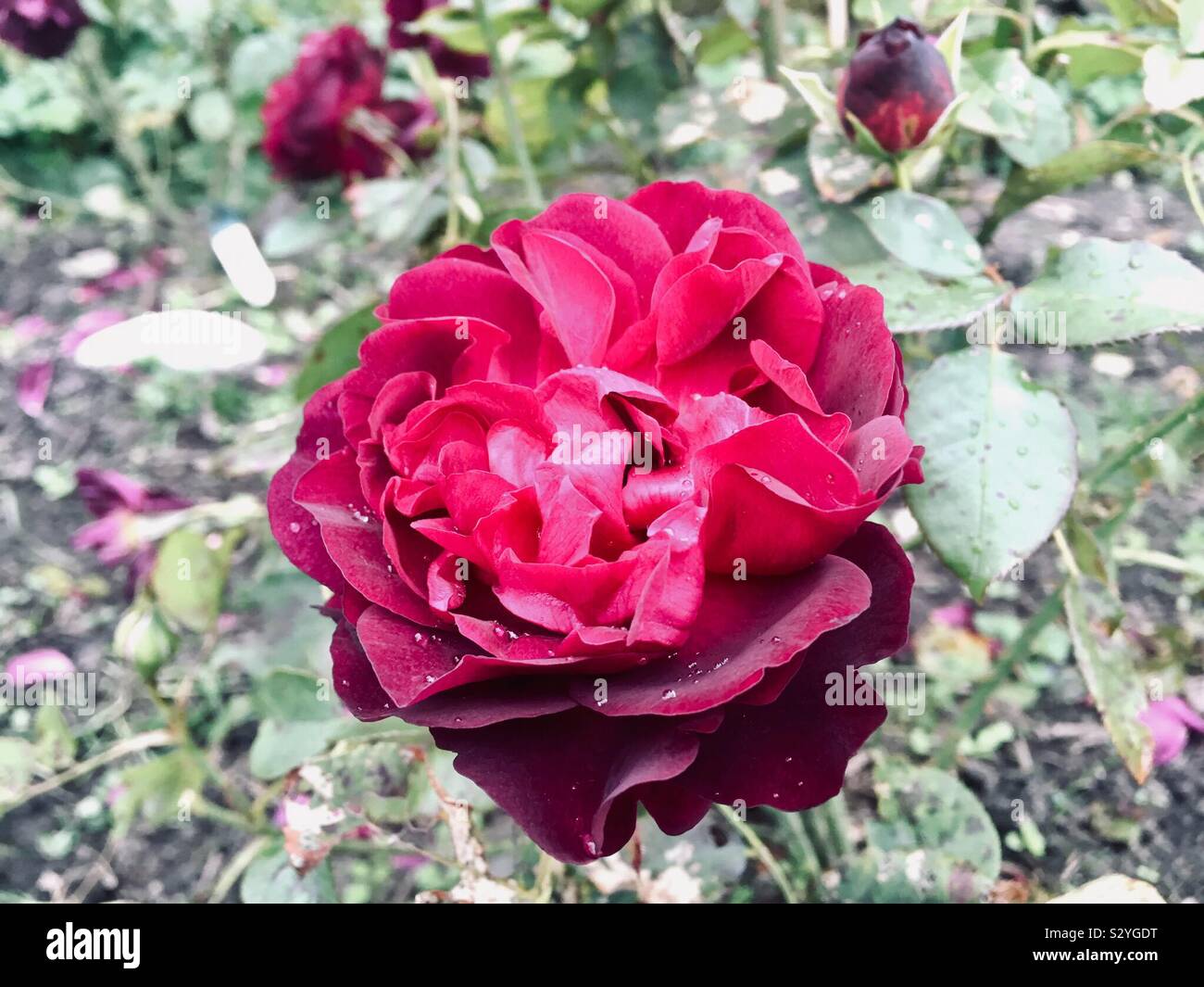 Damask rose hi-res stock photography and images - Alamy