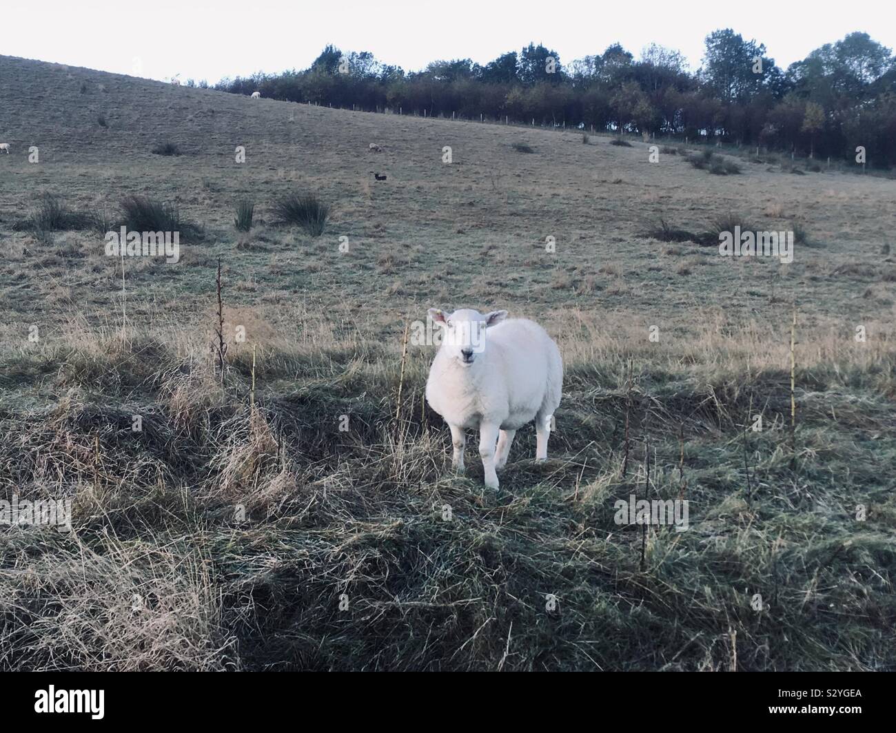 Highland pasture hi-res stock photography and images - Alamy