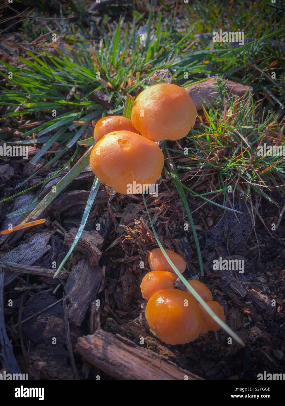 Orange toadstool mushrooms in the New Forest in the autumn Stock Photo ...