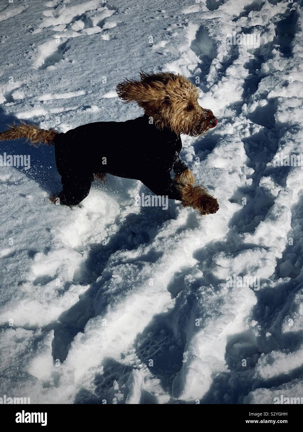 Cockapoo dog in snow hi-res stock photography and images - Alamy