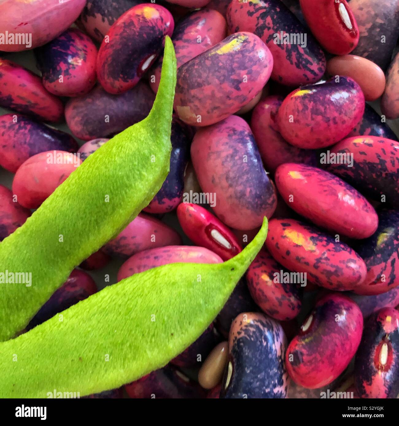Scarlet runner beans hi-res stock photography and images - Alamy