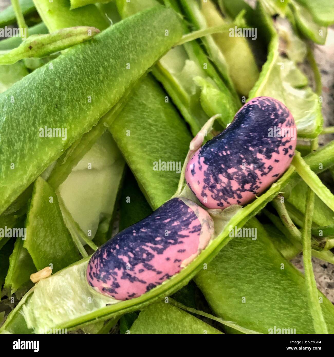 Scarlet runner beans hi-res stock photography and images - Alamy