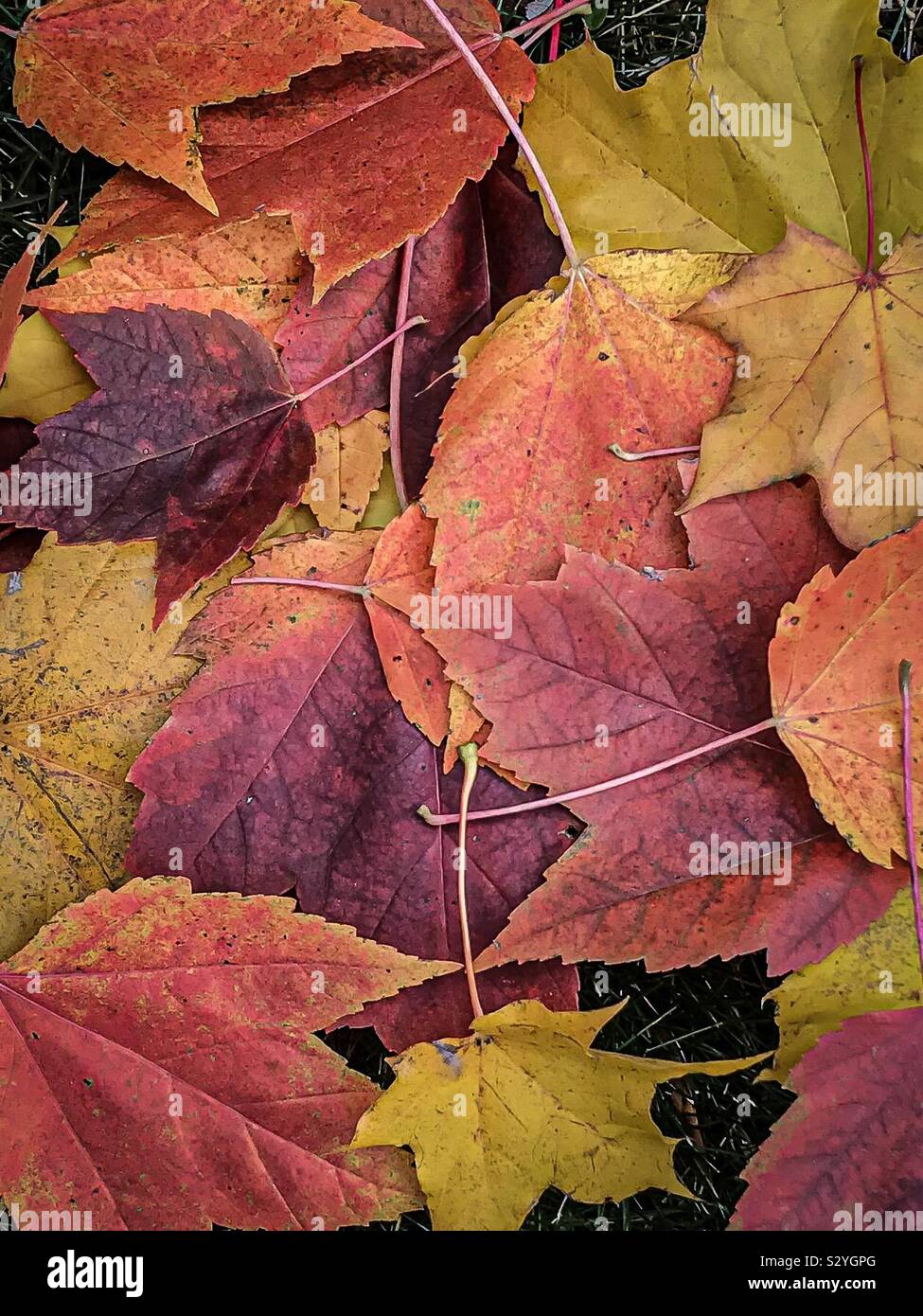 Fallen leaves in Stillwater, Minnesota Stock Photo - Alamy