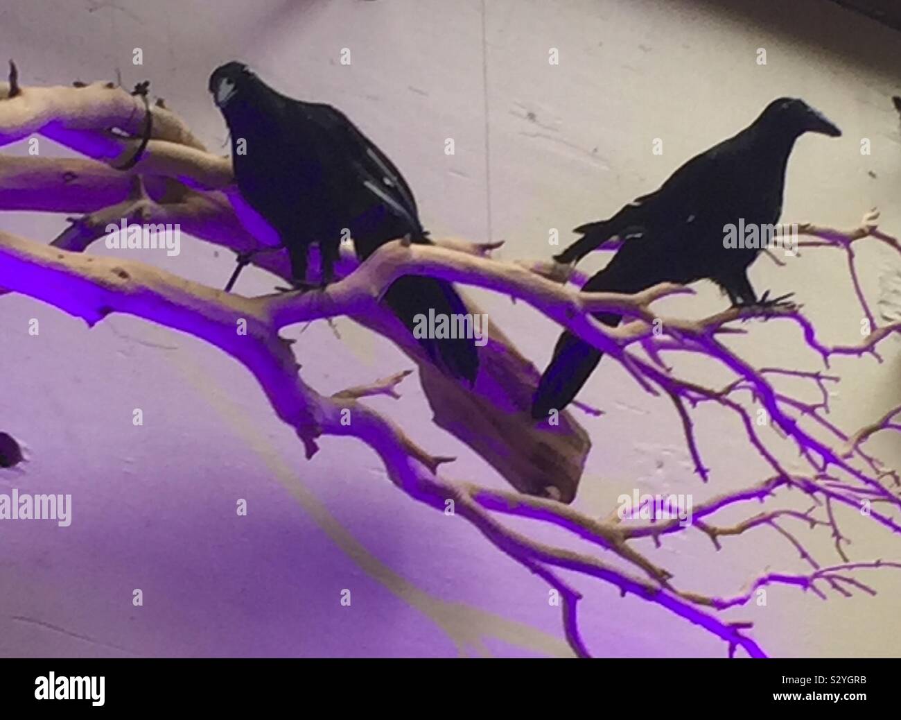 A moody Halloween display of black ravens on a weathered branch, USA ...