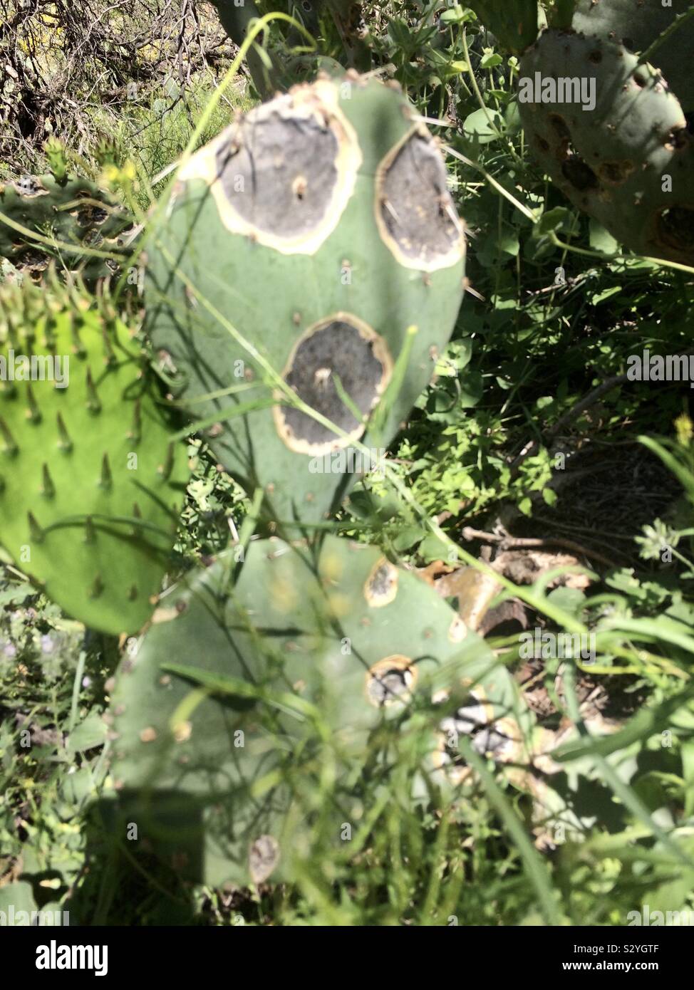 The scream cactus Stock Photo - Alamy