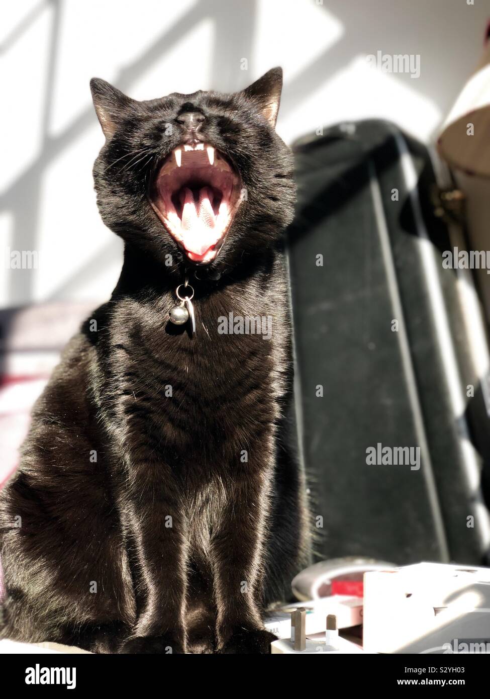 Black cat cute hi-res stock photography and images - Alamy