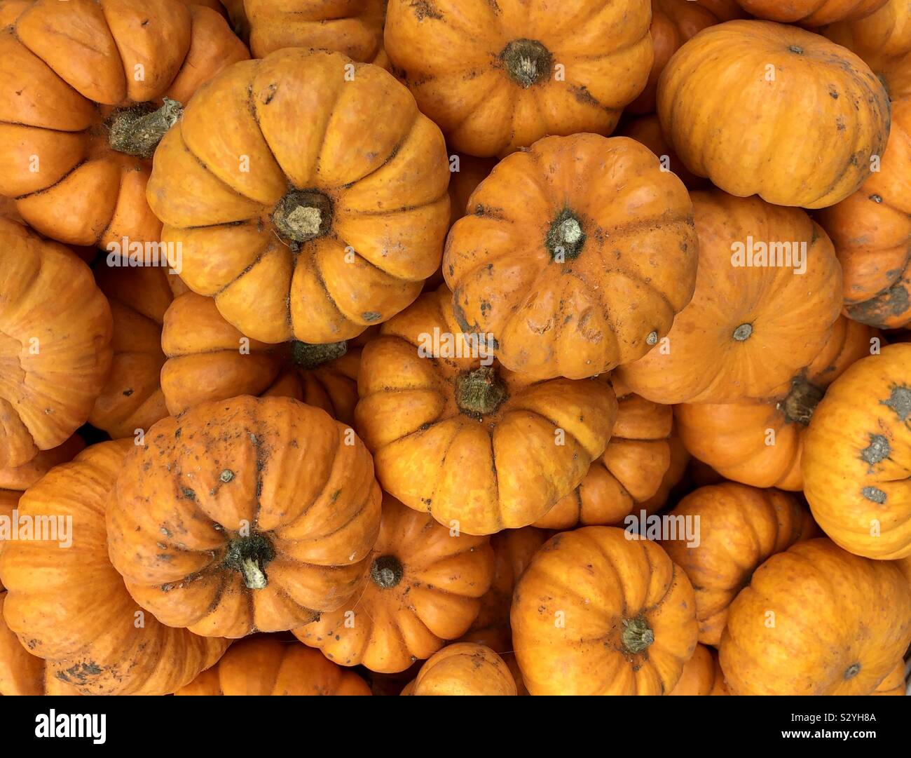 Pumpkins top view Stock Photo - Alamy