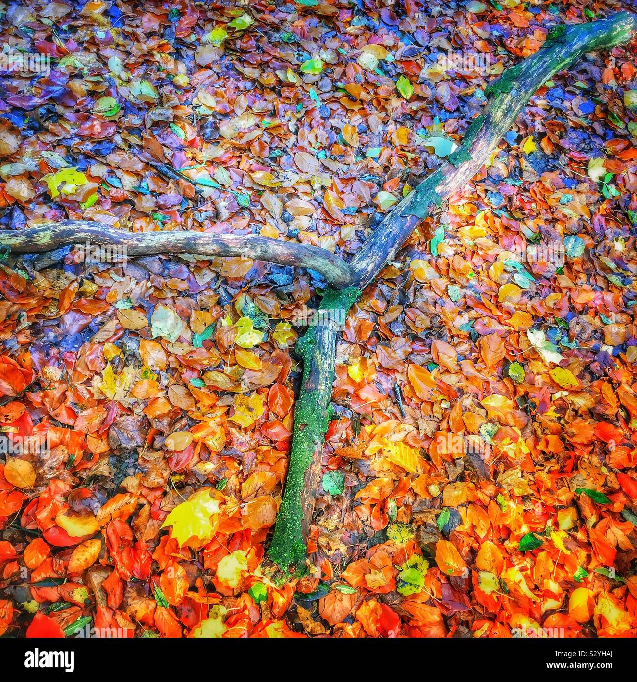 Stick with autumn leaves Stock Photo - Alamy