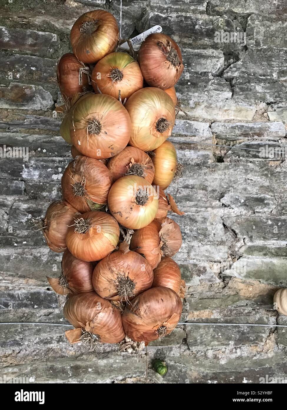 String of onions hi-res stock photography and images - Alamy