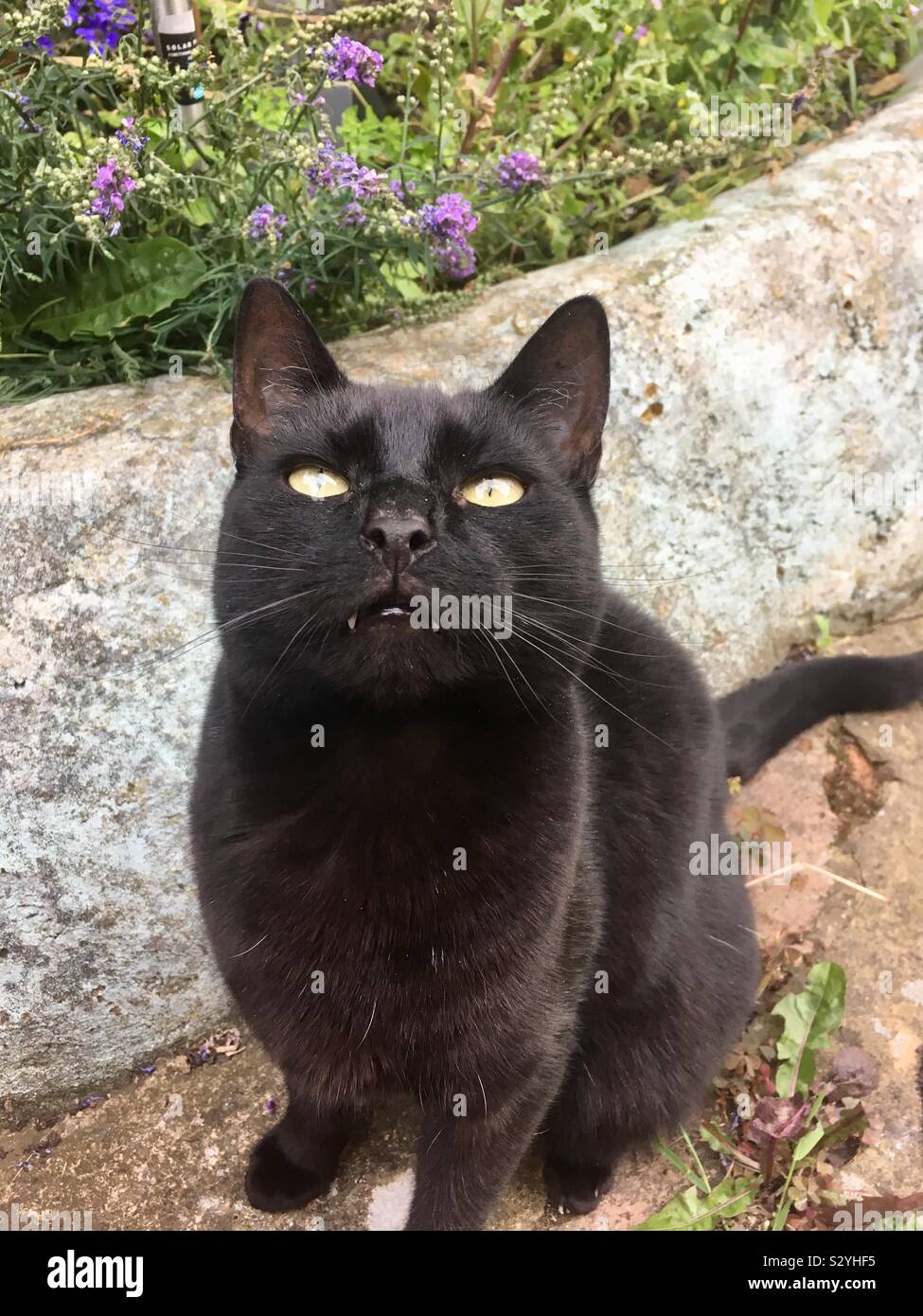 Fang Teeth High Resolution Stock Photography and Images - Alamy